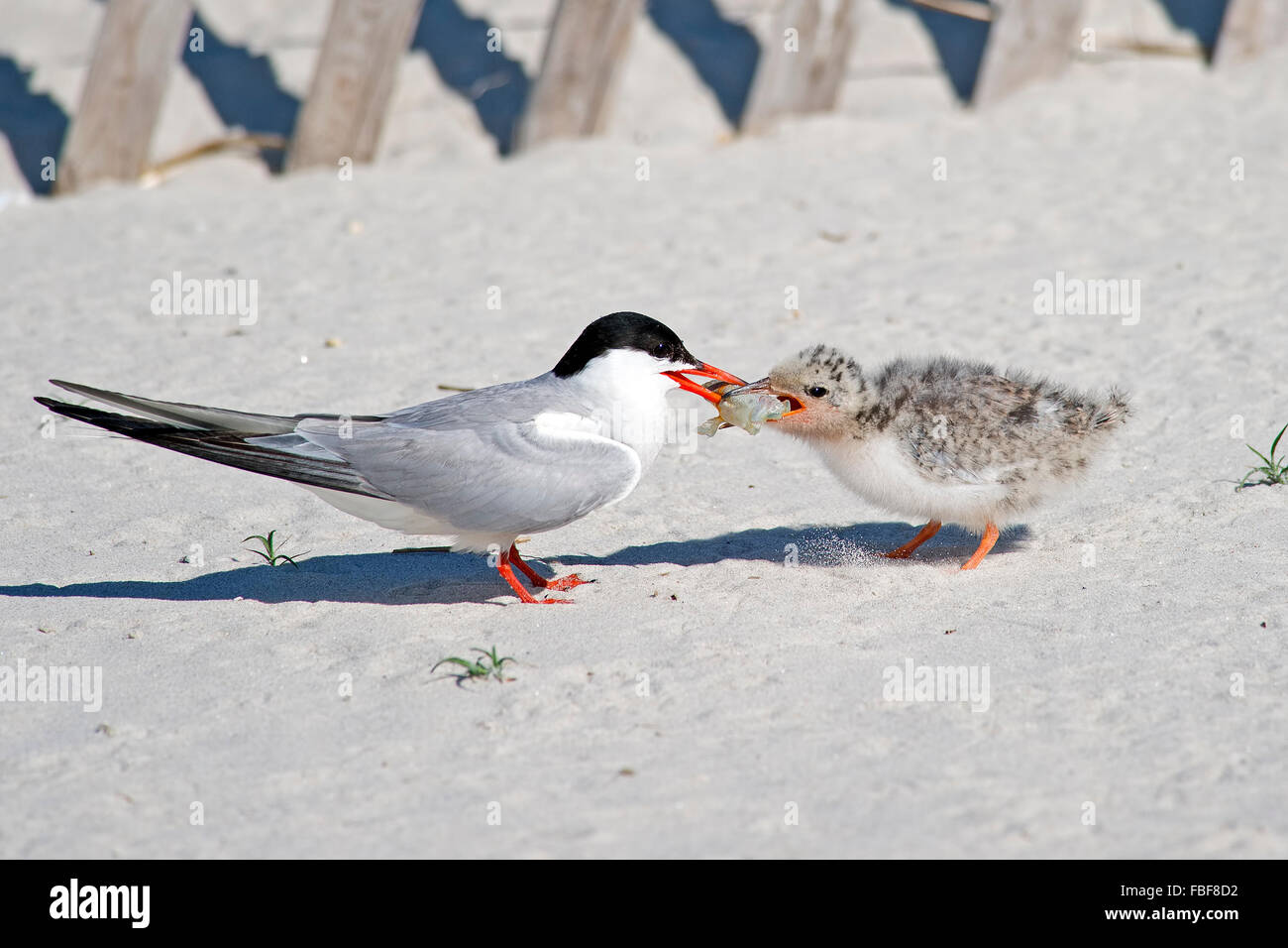 Common tern hi-res stock photography and images - Alamy
