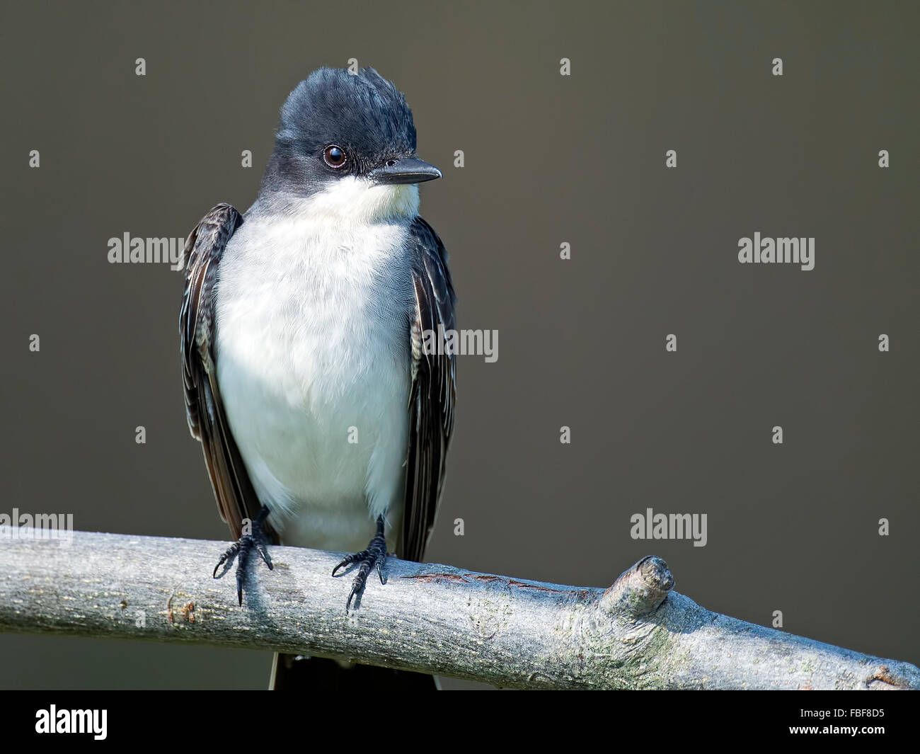 King Tyrannus High Resolution Stock Photography and Images - Alamy