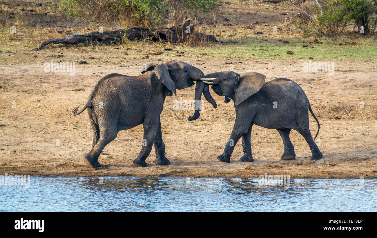 African bush elephant specie Loxodonta africana family of Elephantidae ...