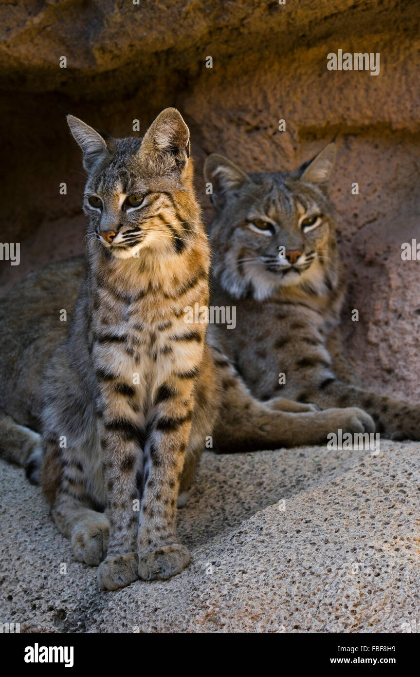 Two bobcats (Lynx rufus / Felis rufus) resting in shade at cave ...