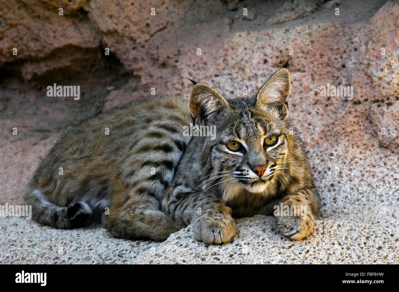 Bobcat (Lynx rufus / Felis rufus) resting in shade at cave entrance ...
