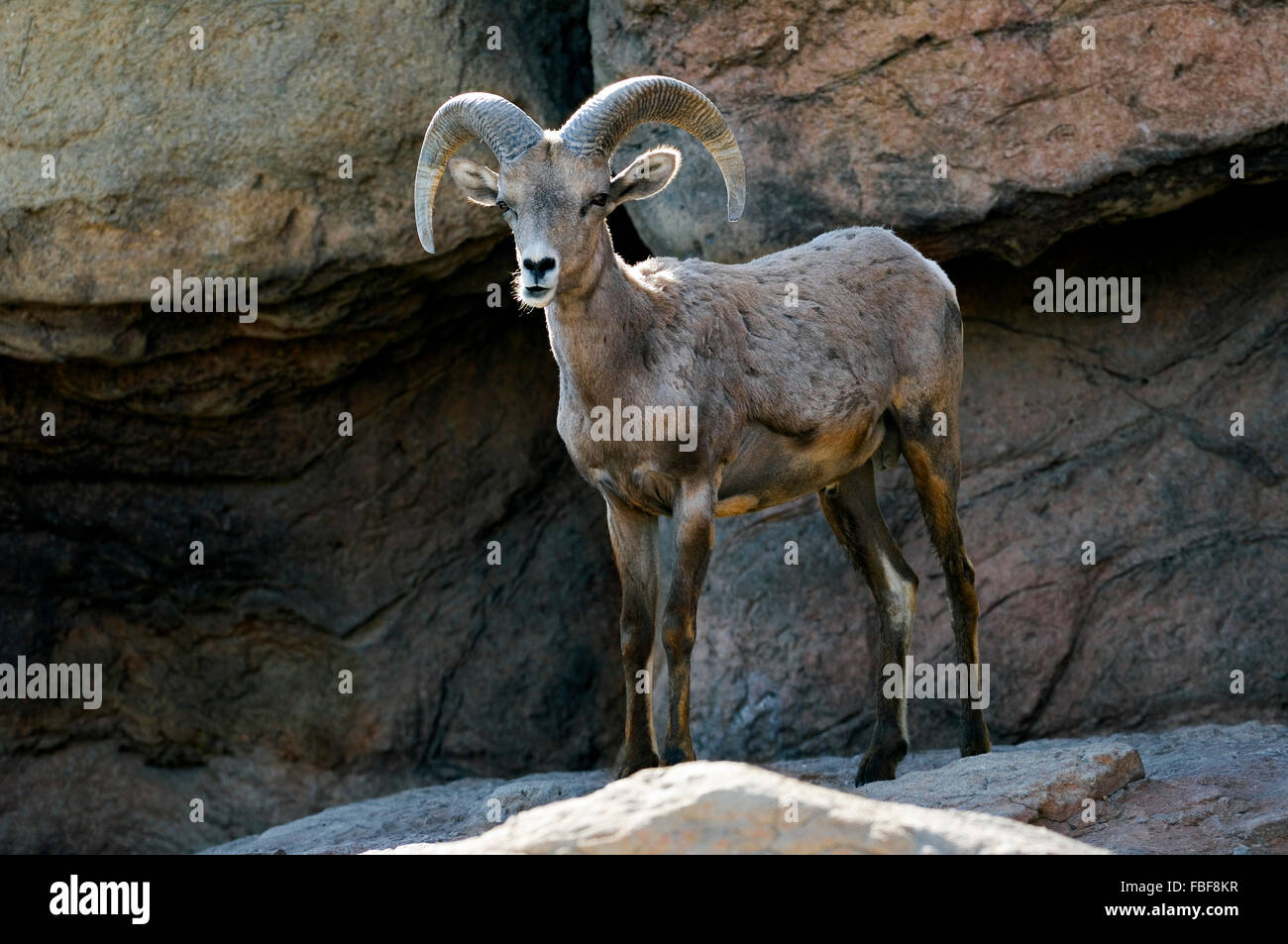 Nelson's bighorn sheep / Desert bighorn sheep (Ovis canadensis nelsoni ...