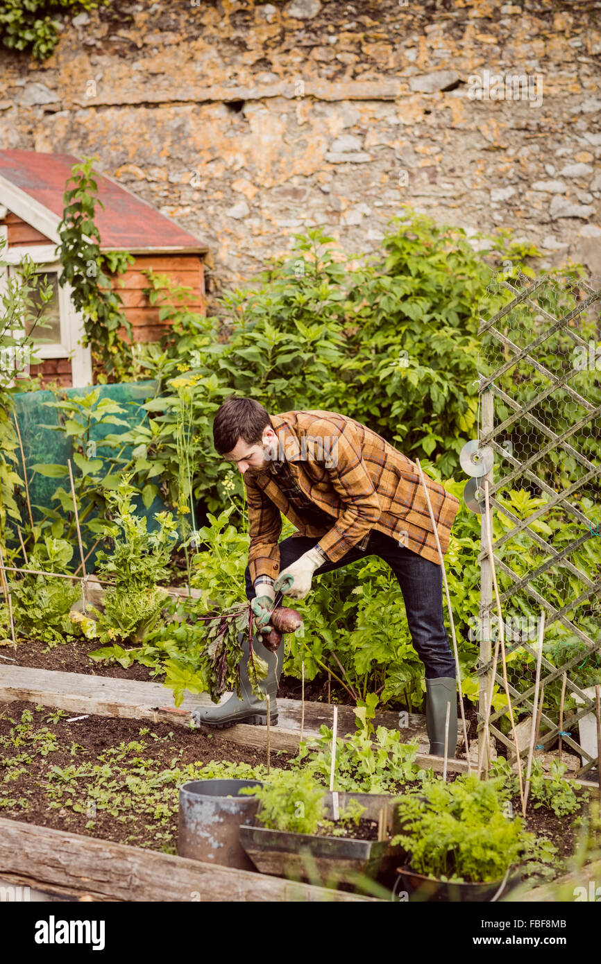 Young man holding beetroot Stock Photo - Alamy