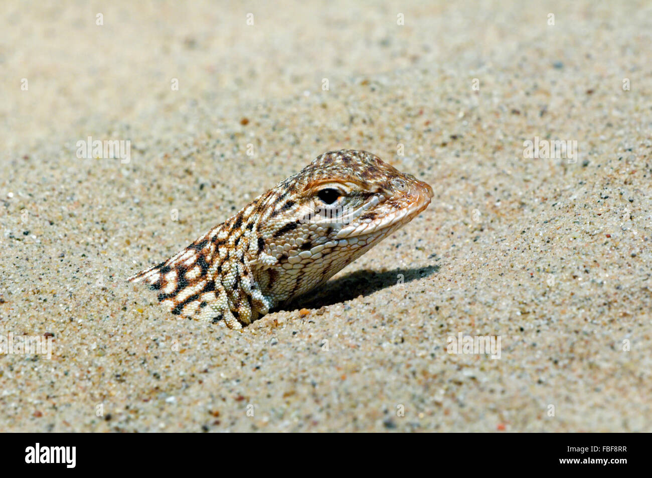 Yuman / Sonoran fringe-toed lizard (Uma rufopunctata), burying itself ...