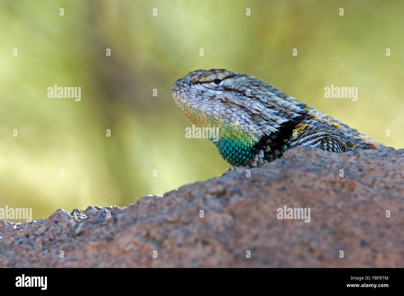 Desert spiny lizard (Sceloporus magister) male showing blue-green patch ...
