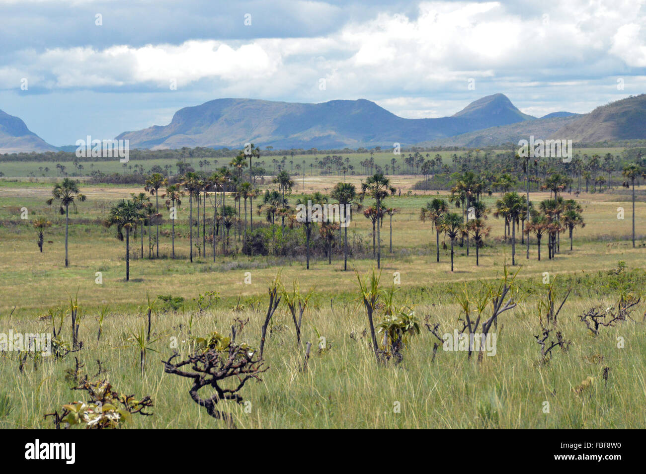 Bioma do cerrado hi-res stock photography and images - Alamy