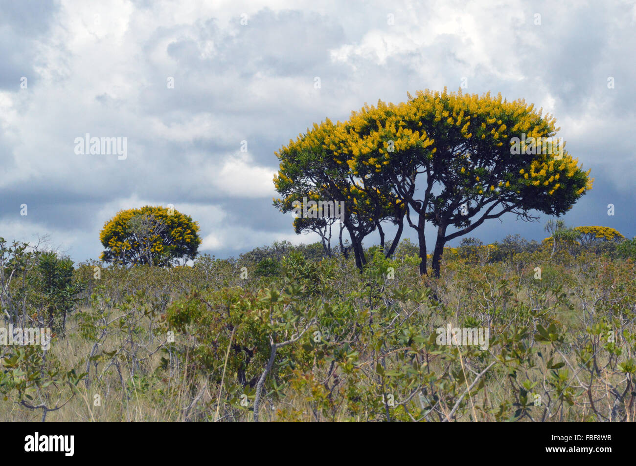 Bioma De Cerrado High Resolution Stock Photography and Images - Alamy