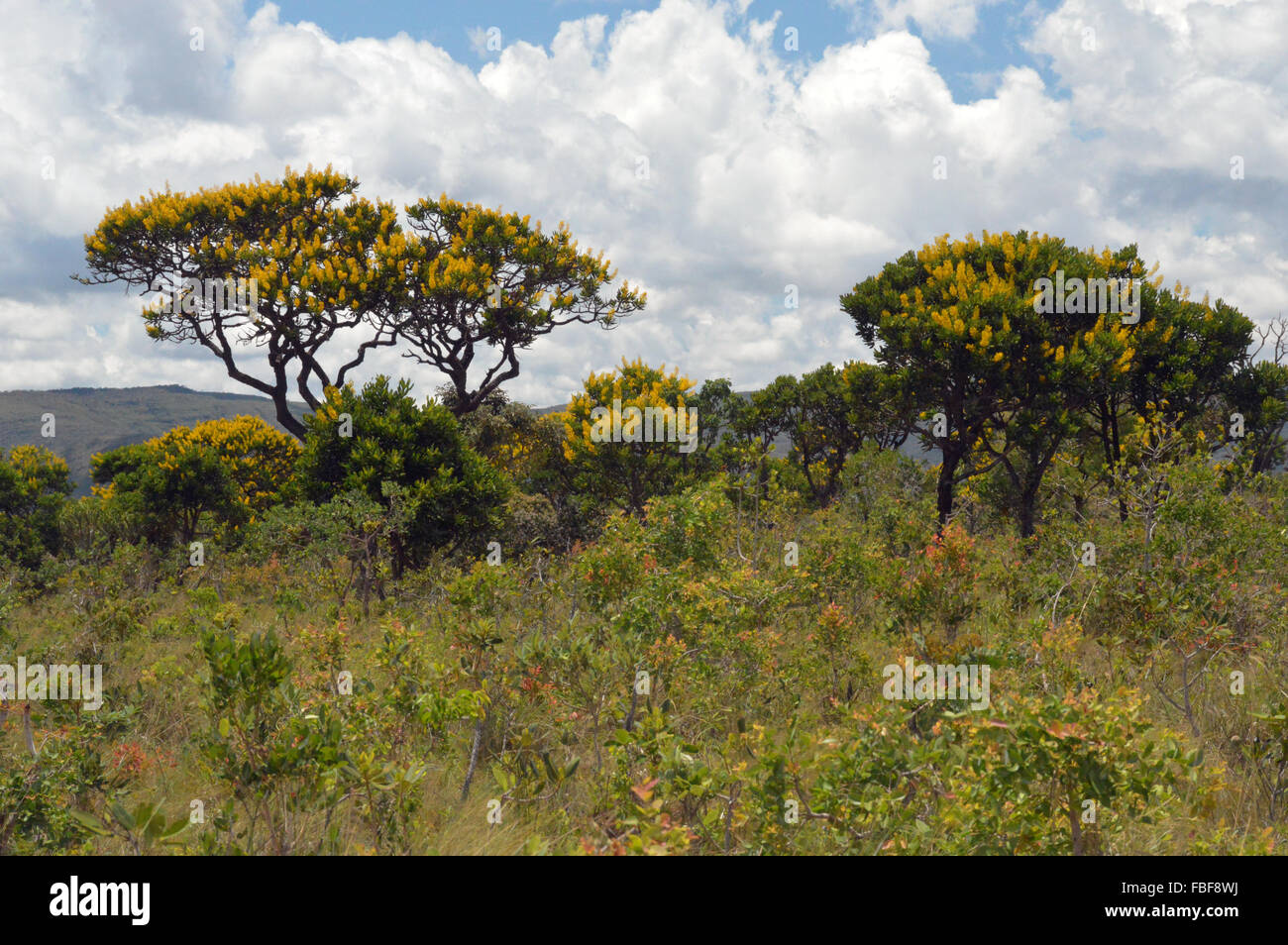 Bioma do cerrado hi-res stock photography and images - Alamy