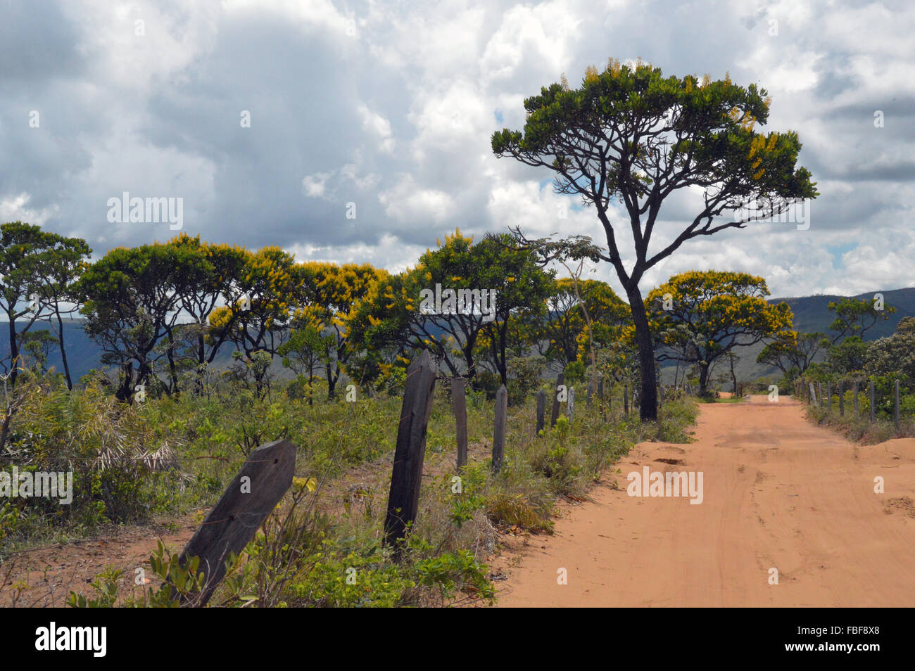 Bioma do cerrado hi-res stock photography and images - Alamy