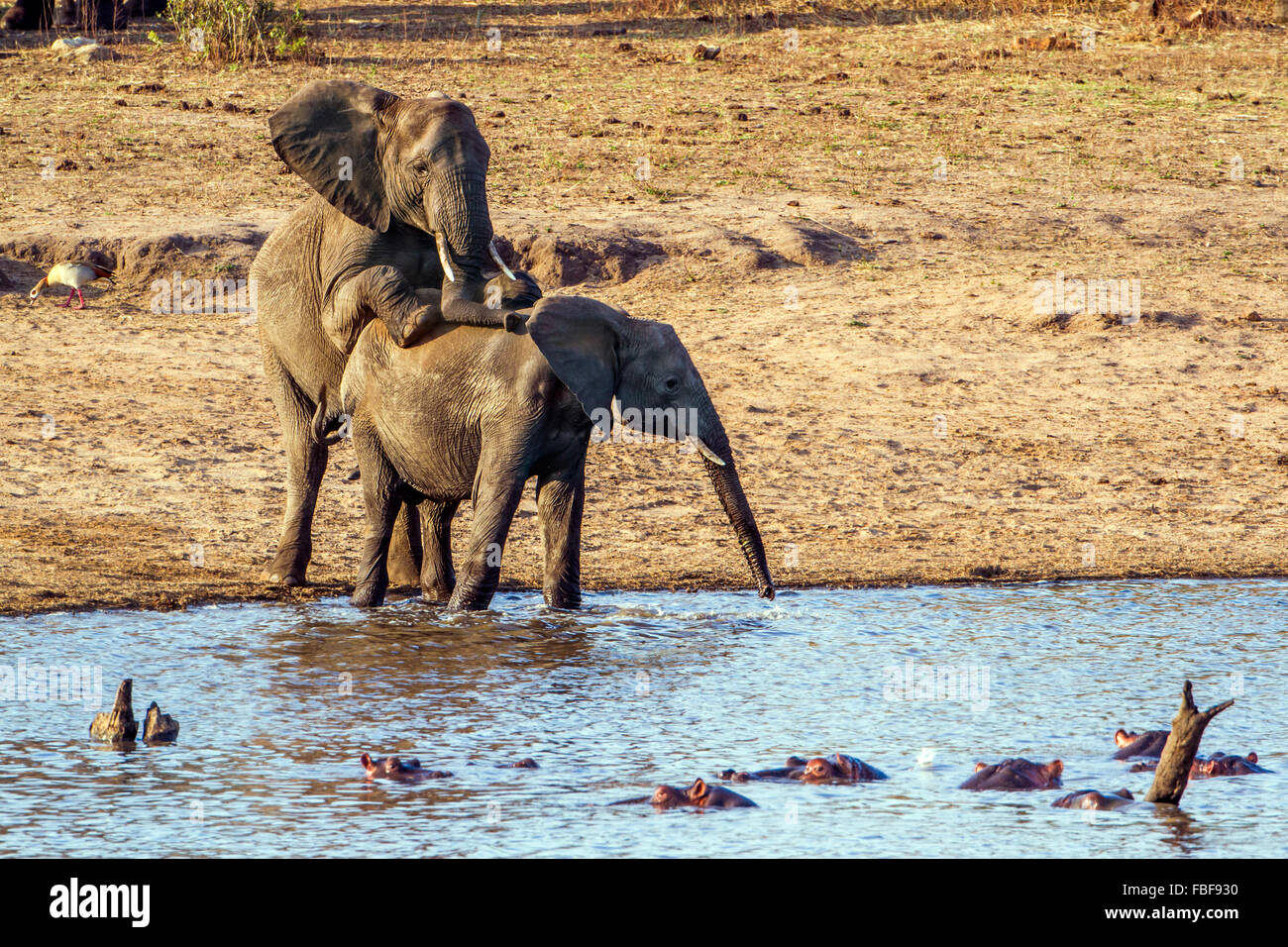 African bush elephant specie Loxodonta africana family of Elephantidae ...