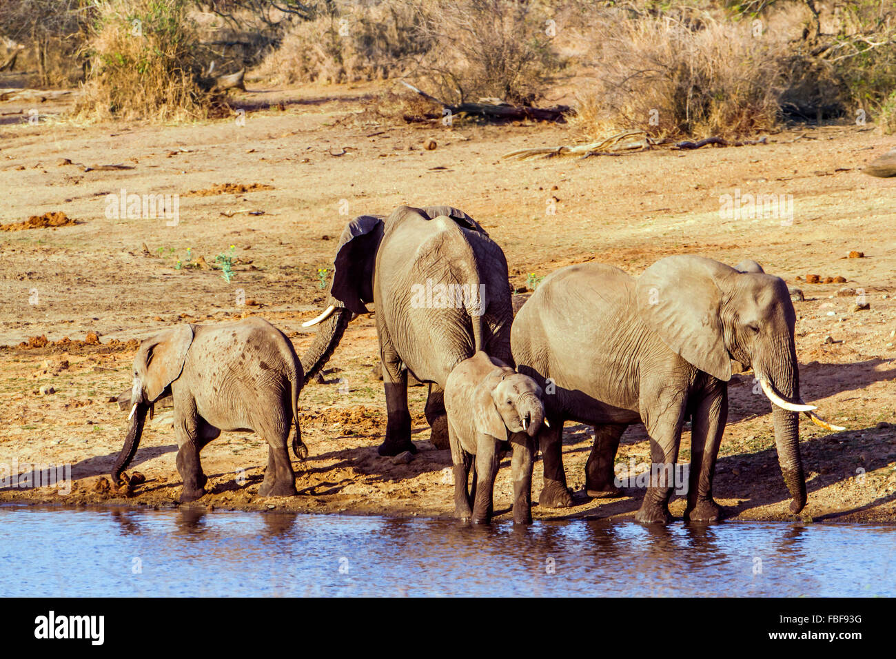 African bush elephant specie Loxodonta africana family of Elephantidae ...