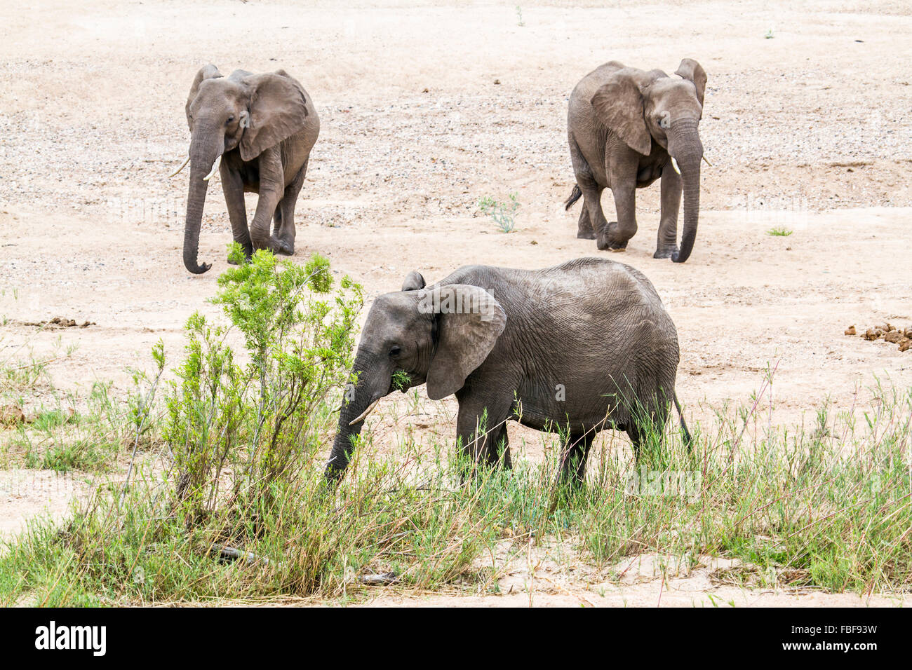 African bush elephant specie Loxodonta africana family of Elephantidae ...