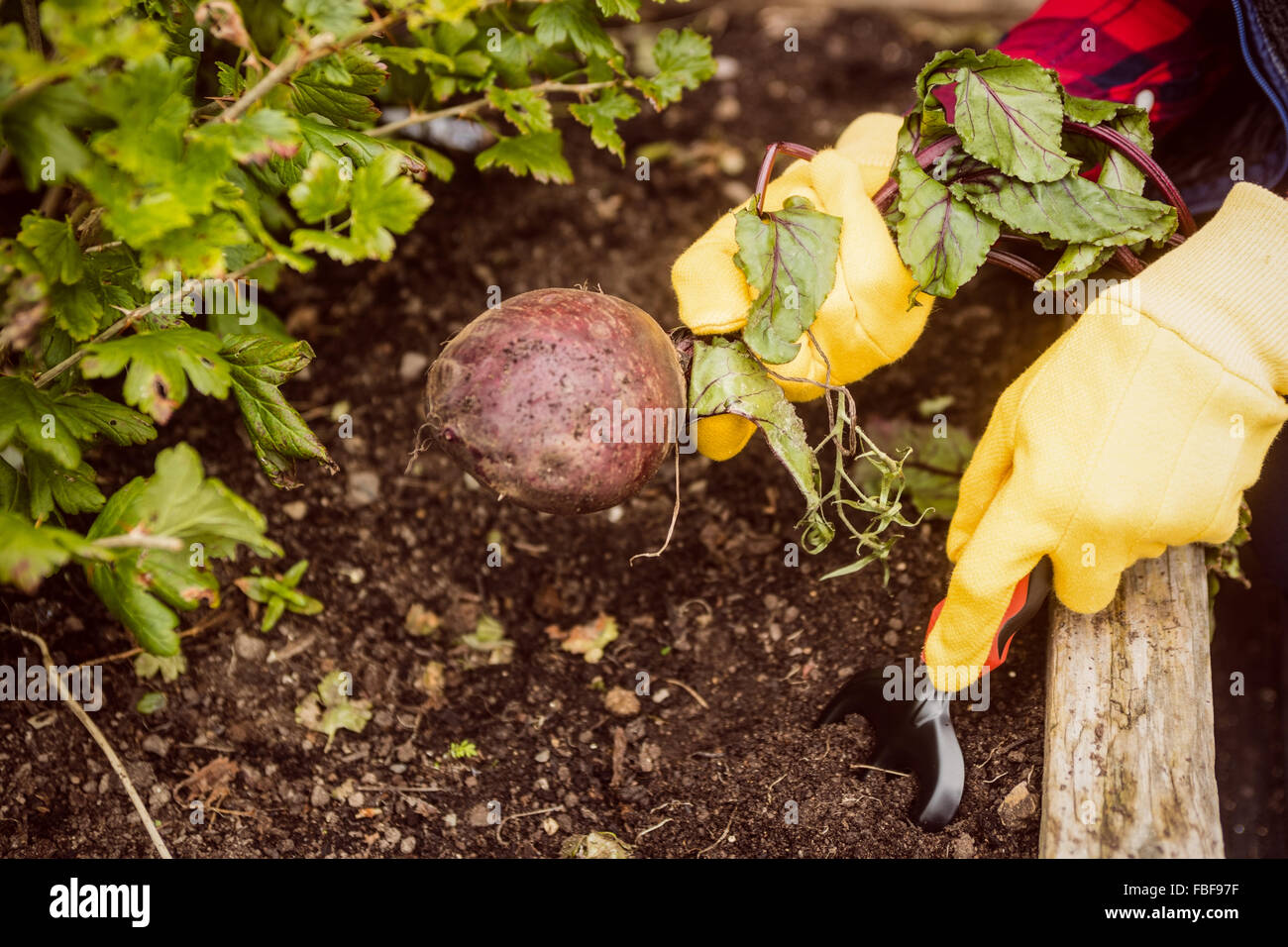 Hand pulling a beetroot from the soil Stock Photo - Alamy