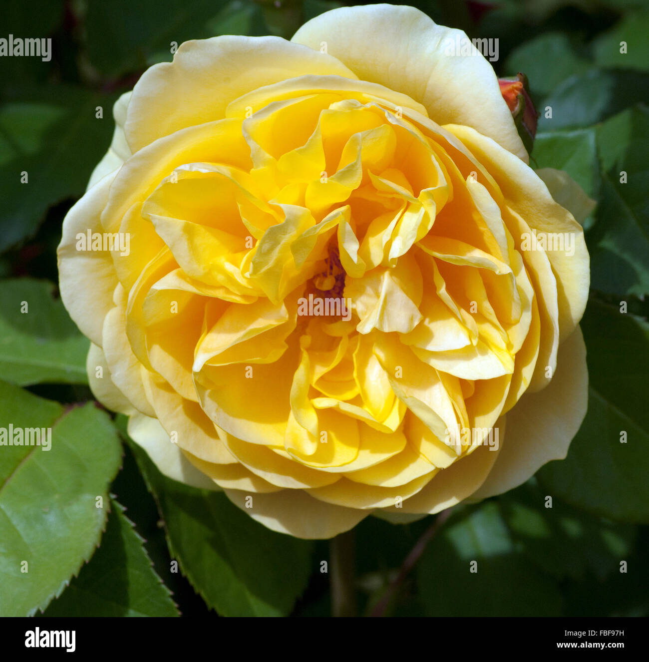Englische Rose, Graham Thomas Stock Photo - Alamy