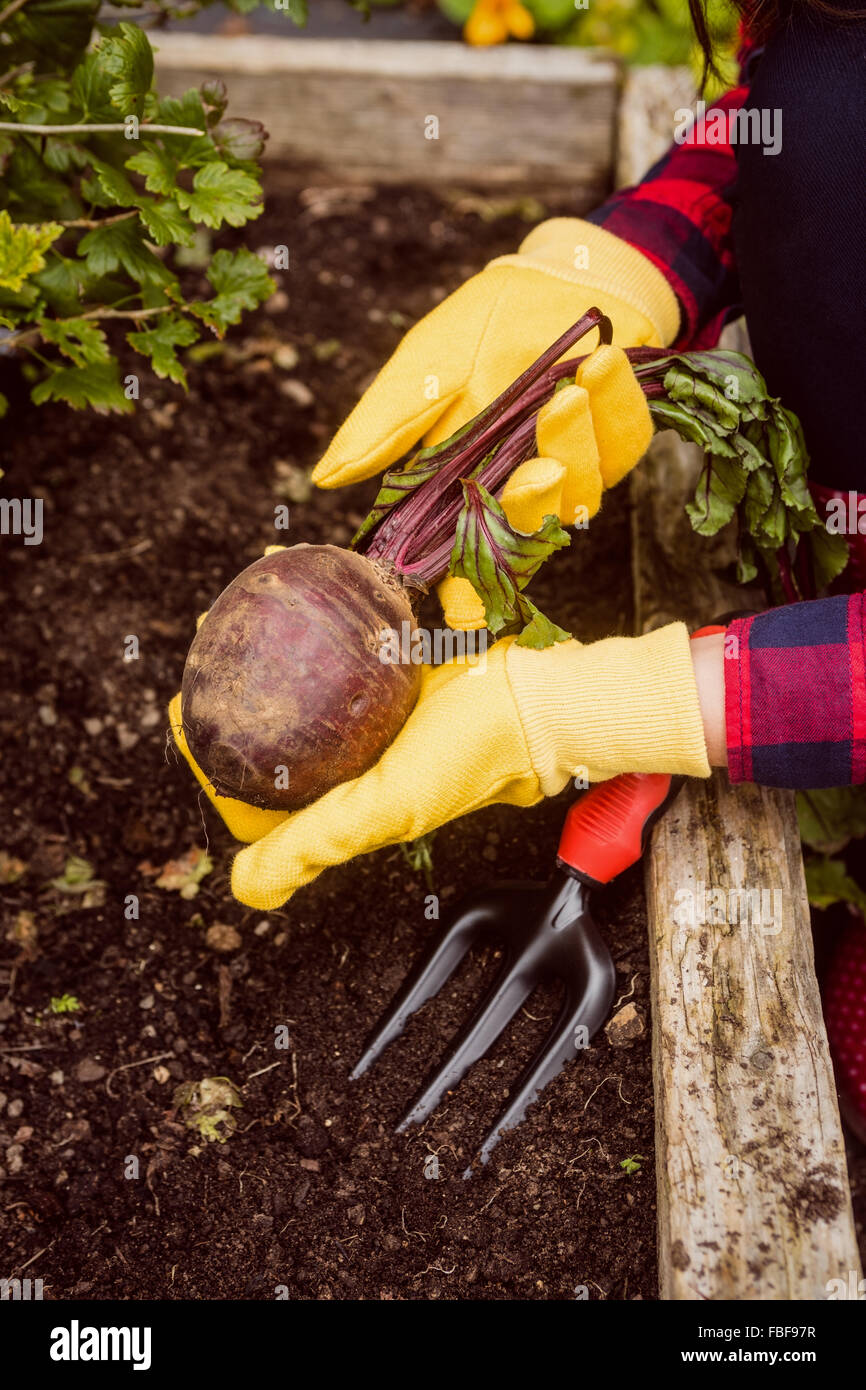 Hand pulling a beetroot from the soil Stock Photo - Alamy