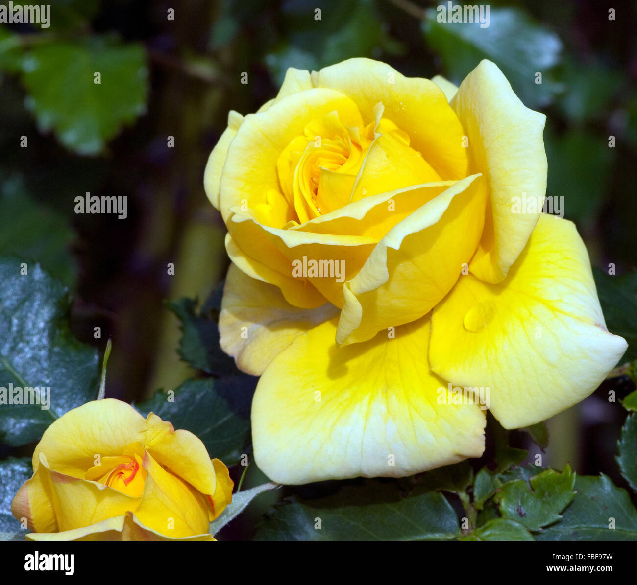 Rose rosa rimosa hi-res stock photography and images - Alamy