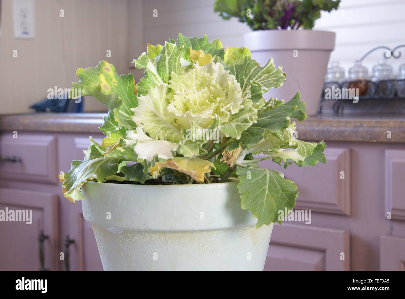 Plant home hi-res stock photography and images - Alamy