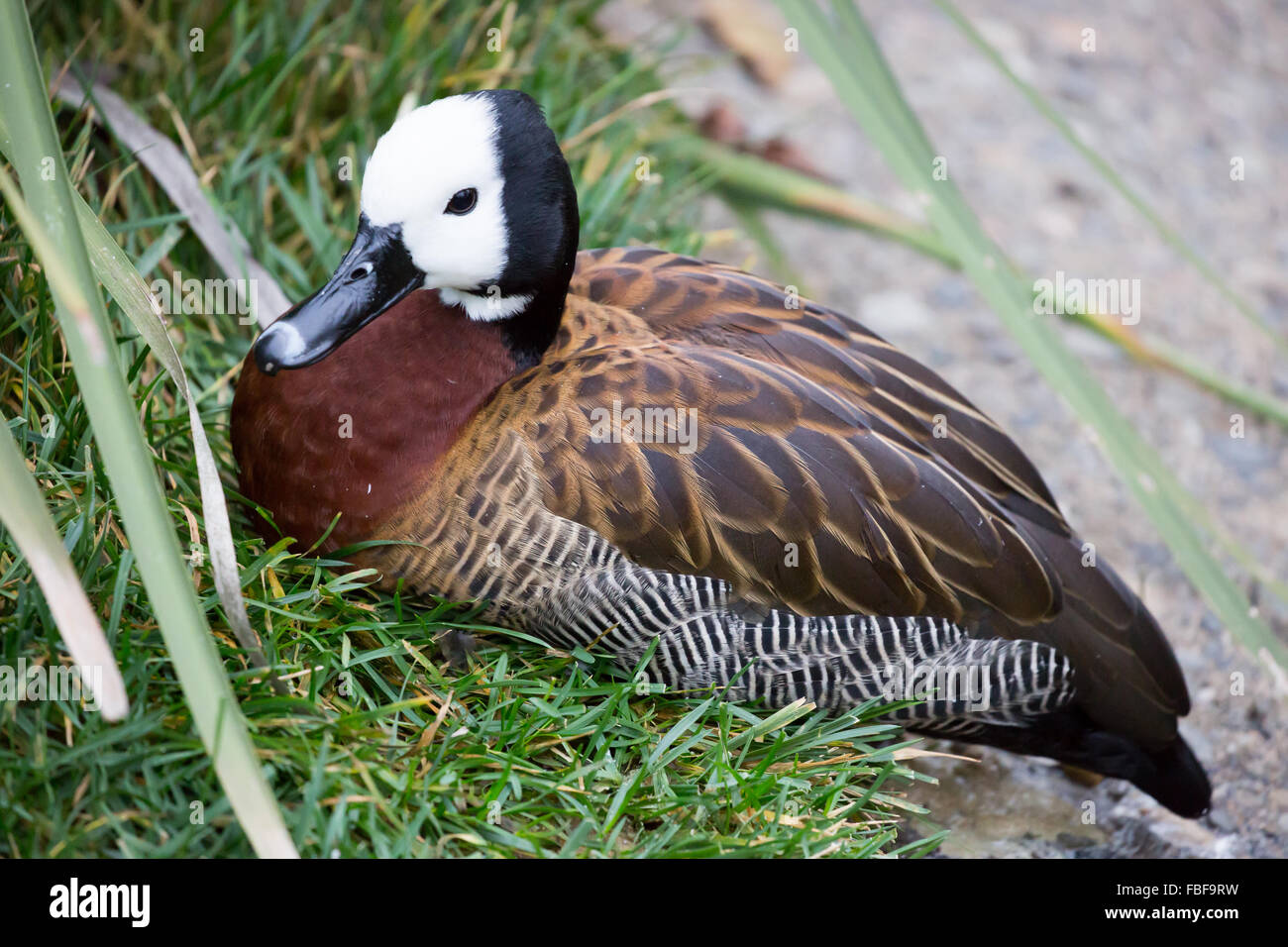 White faced duck hi-res stock photography and images - Alamy