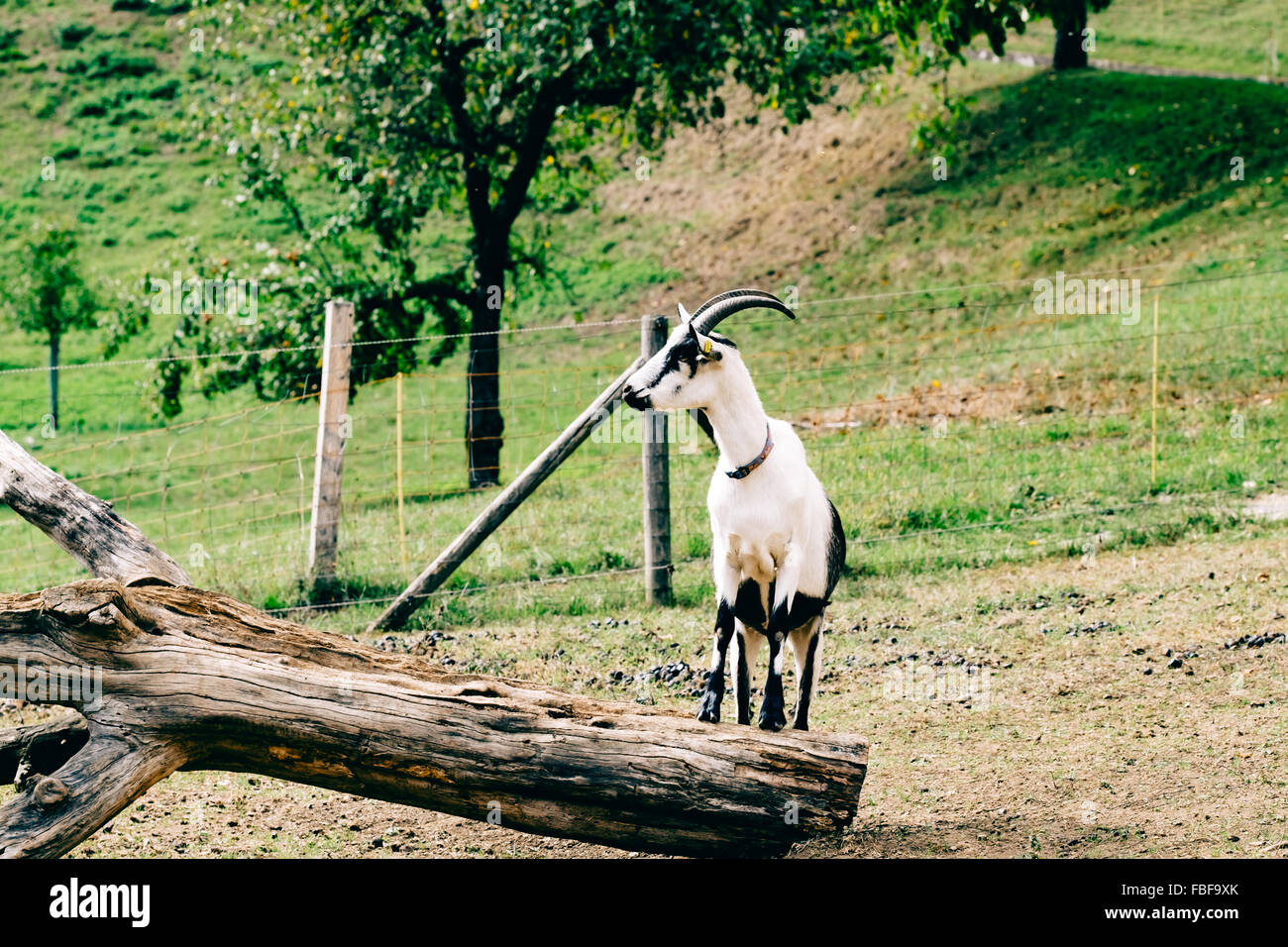 Animal in log hi-res stock photography and images - Alamy