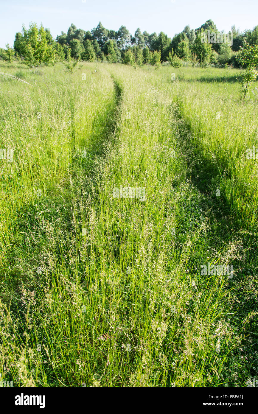 Car tracks in grass hi-res stock photography and images - Alamy