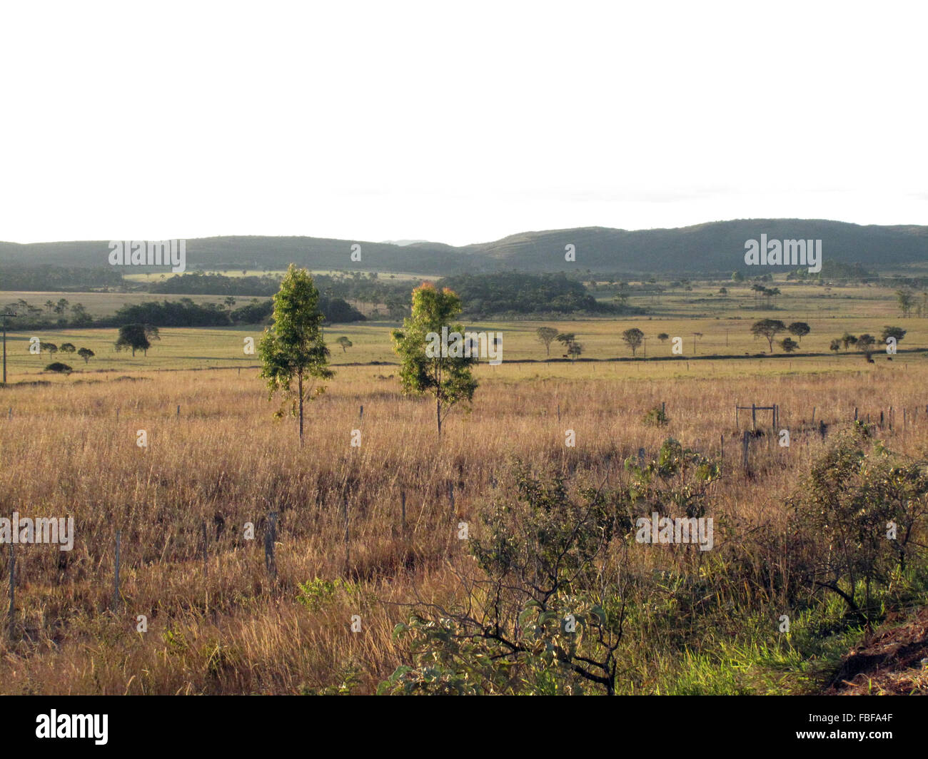 Cerrado, field, chapada dos veadeiros,state of Goiás, Brazil Stock ...