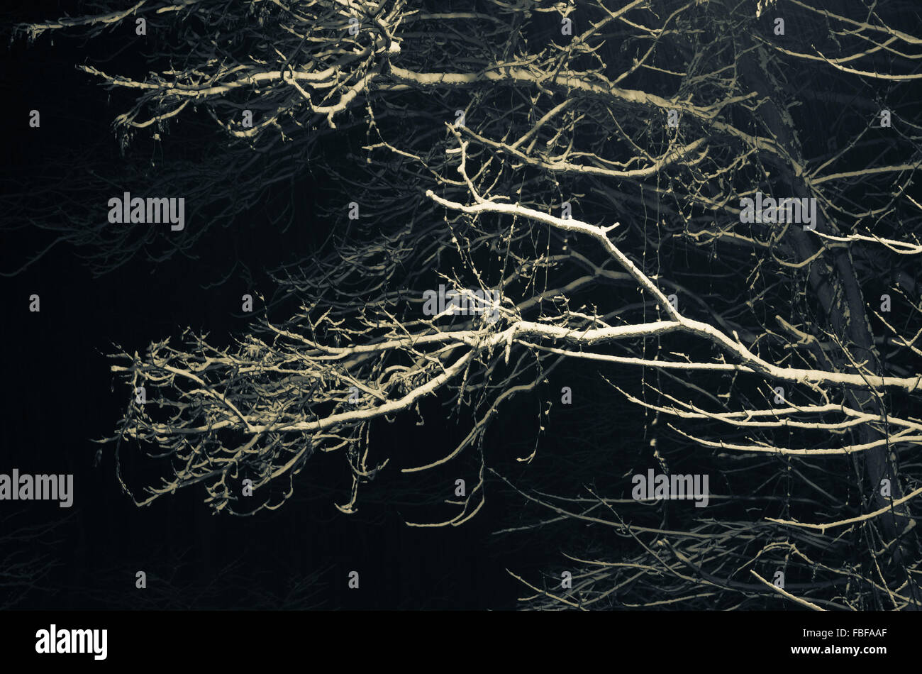winter trees covered with snow at night Stock Photo - Alamy