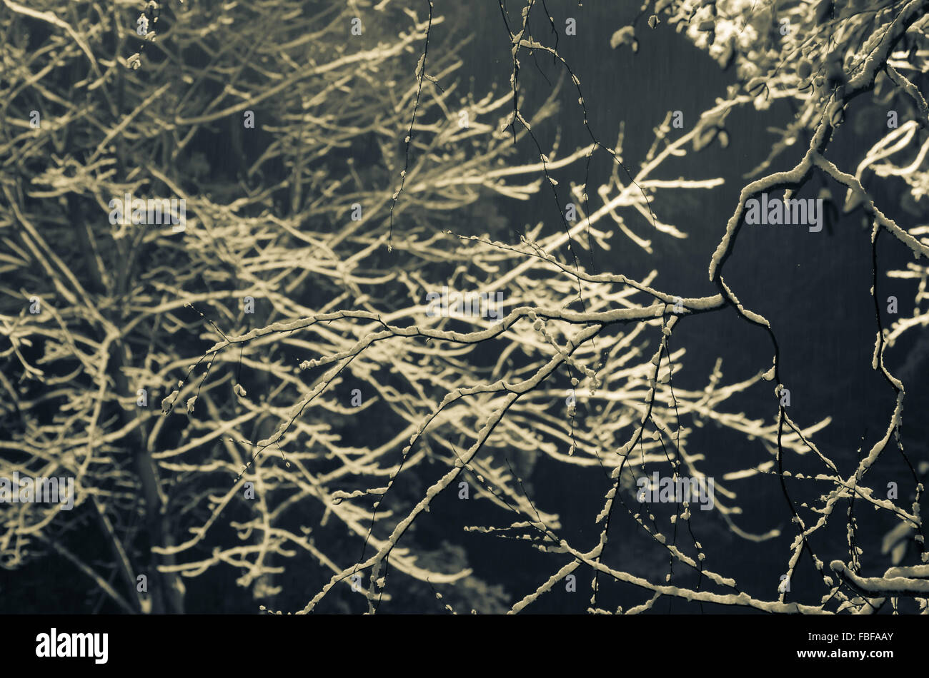 winter trees covered with snow at night Stock Photo - Alamy