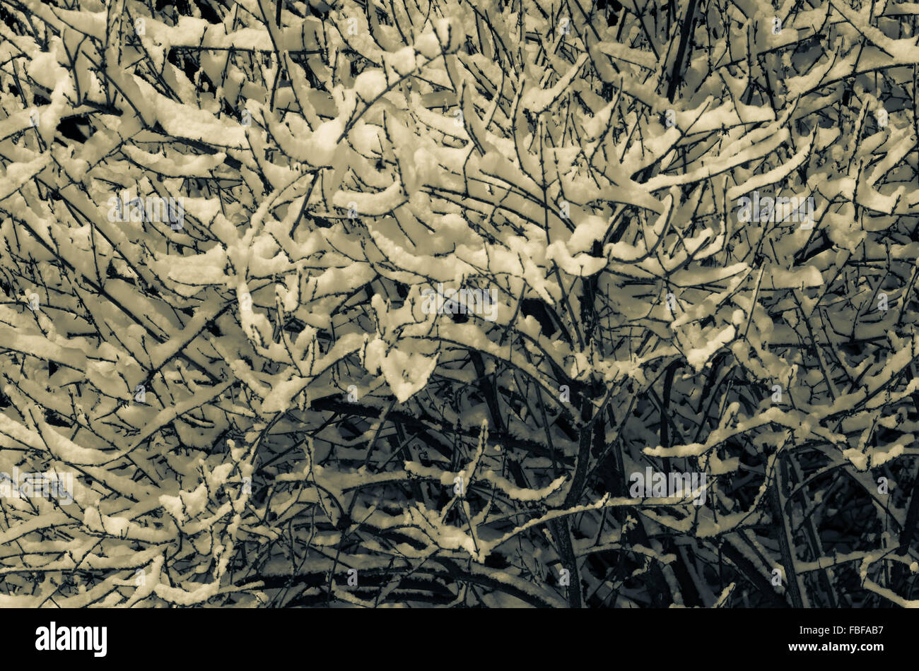 winter trees covered with snow at night Stock Photo - Alamy