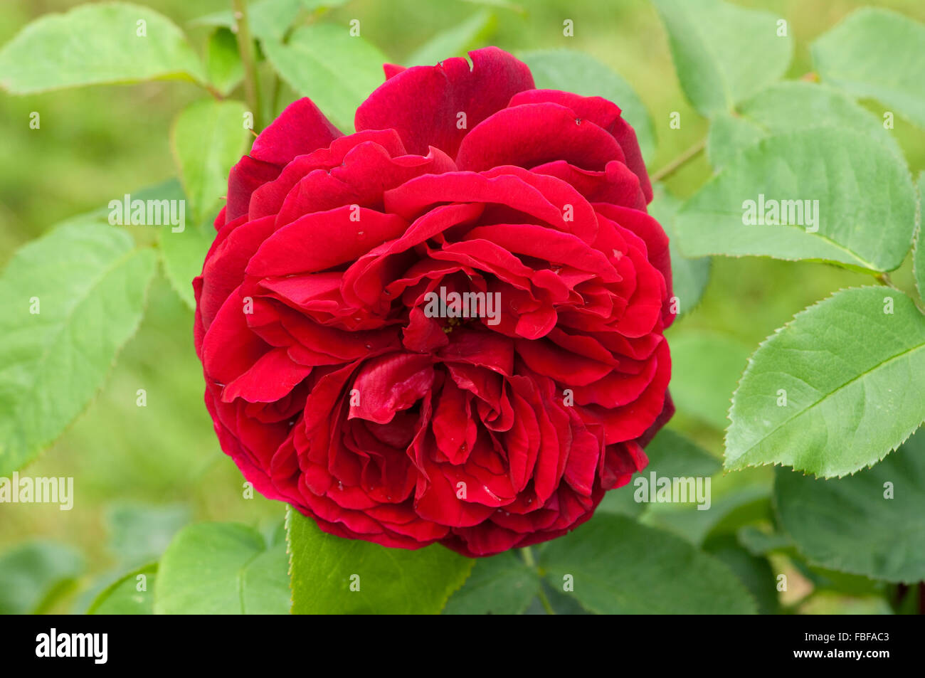 L d braithwaite david austin hi-res stock photography and images - Alamy