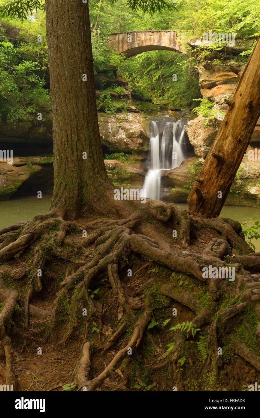 Exposed tree roots in front of Upper Falls at Hocking Hills State Park ...