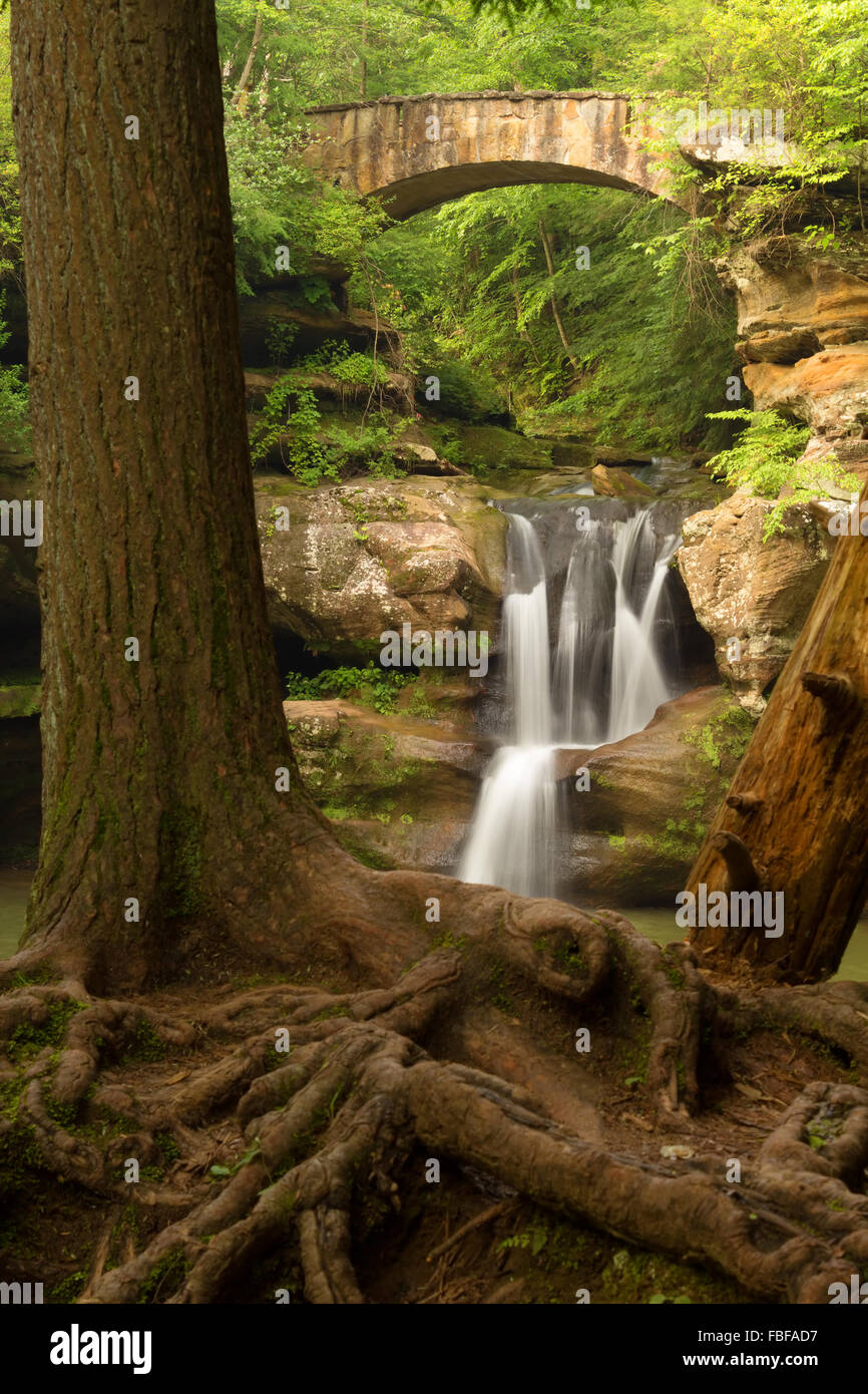 Exposed tree roots in front of Upper Falls at Hocking Hills State Park ...