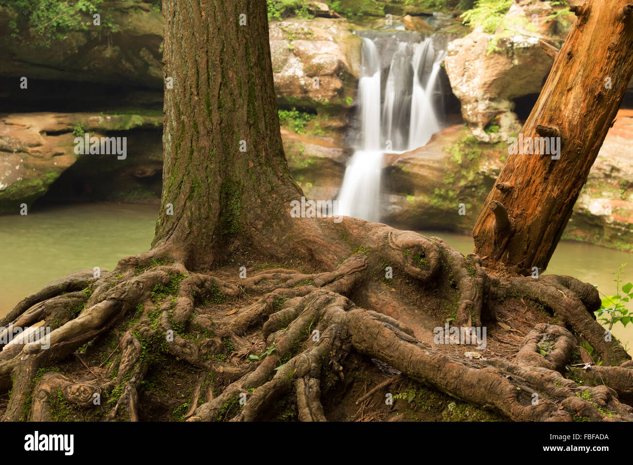 Exposed tree roots in front of Upper Falls at Hocking Hills State Park ...