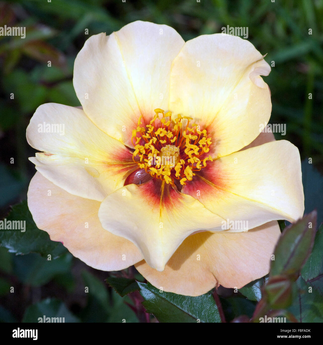 Persian yellow rose hi-res stock photography and images - Alamy