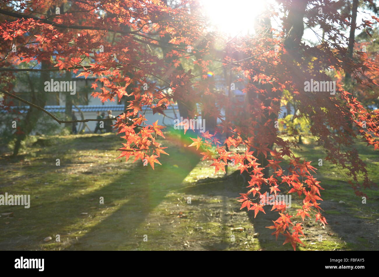 Maple tree nature hi-res stock photography and images - Alamy