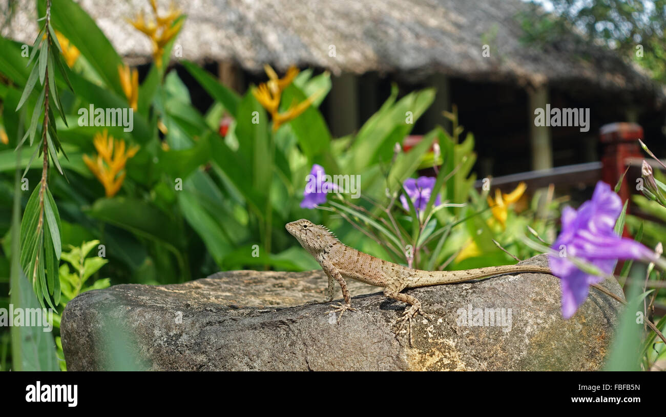 Garden Lizard On Rock In Yard Stock Photo - Alamy