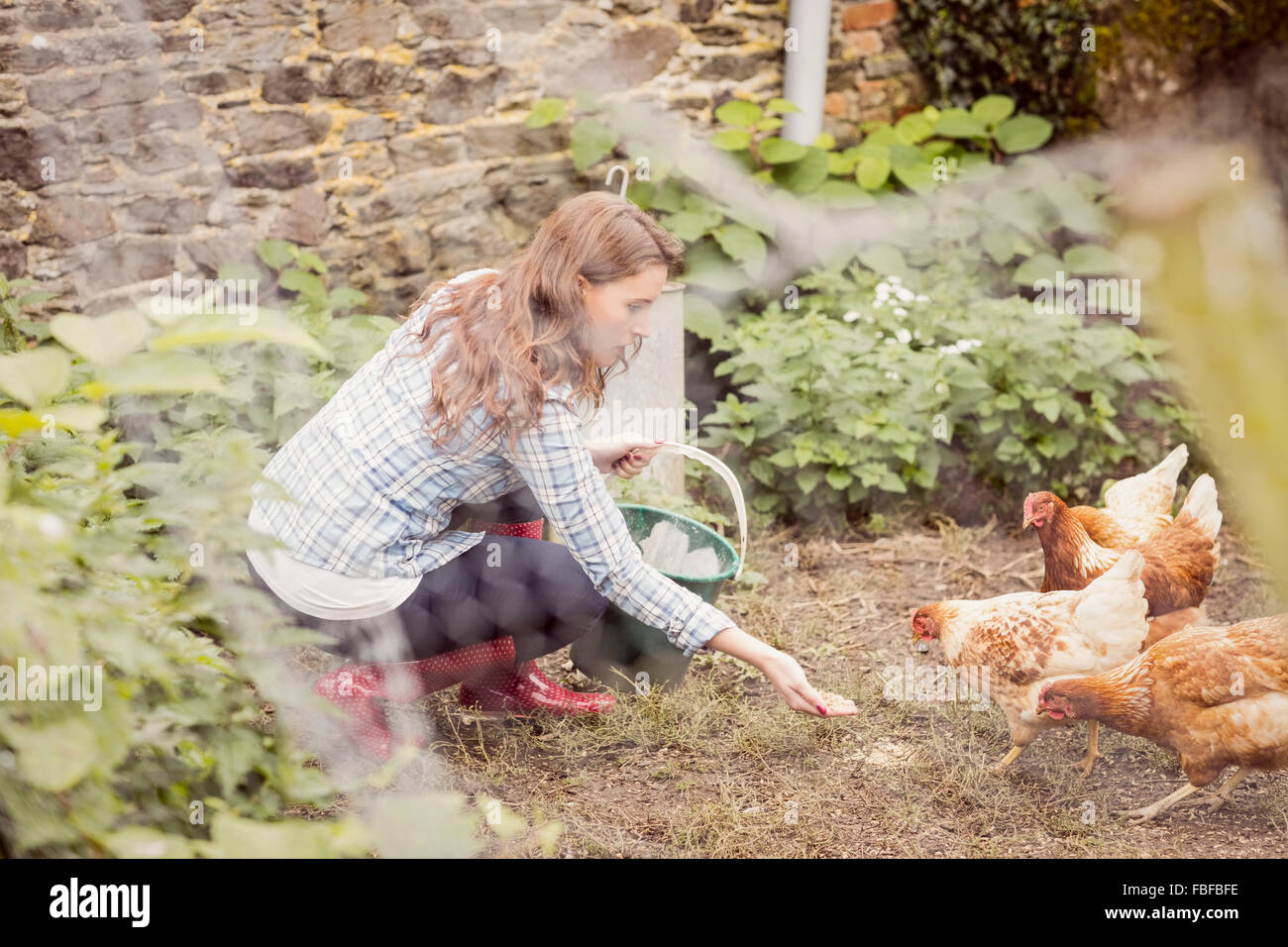 Young woman feeding chicken Stock Photo - Alamy