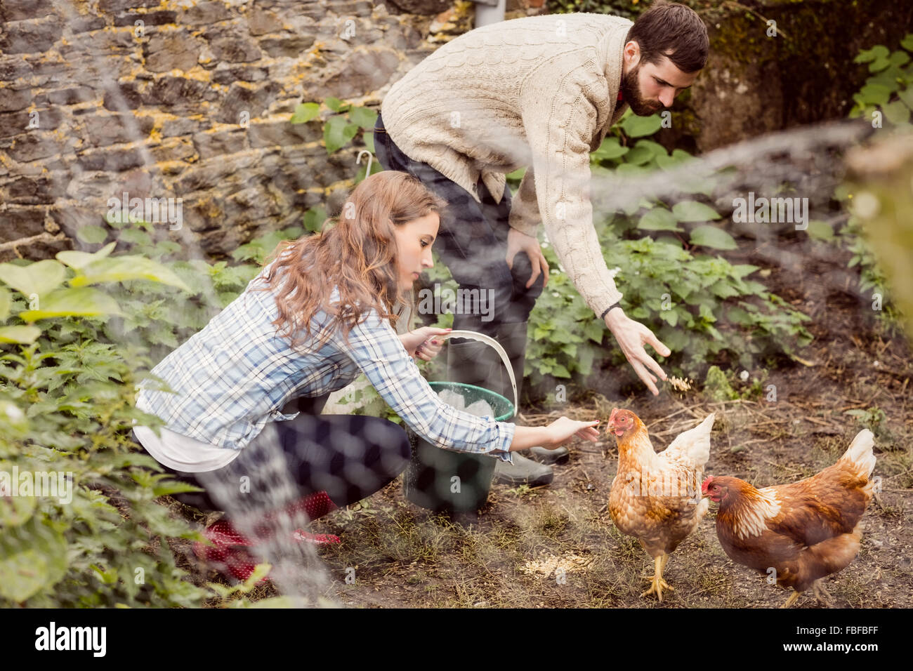 Couple feeding chicken together Stock Photo - Alamy