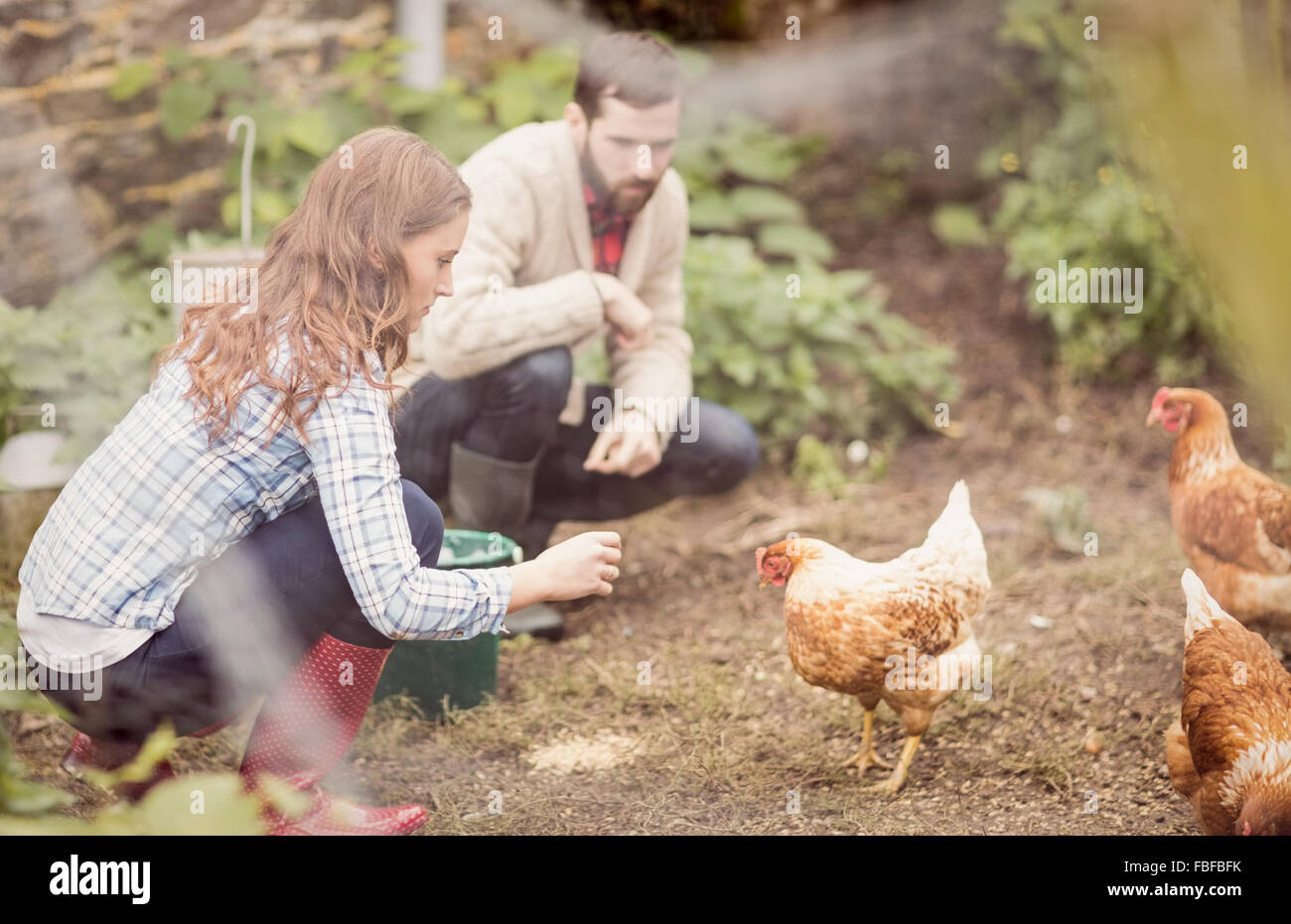 Couple feeding chicken together Stock Photo - Alamy