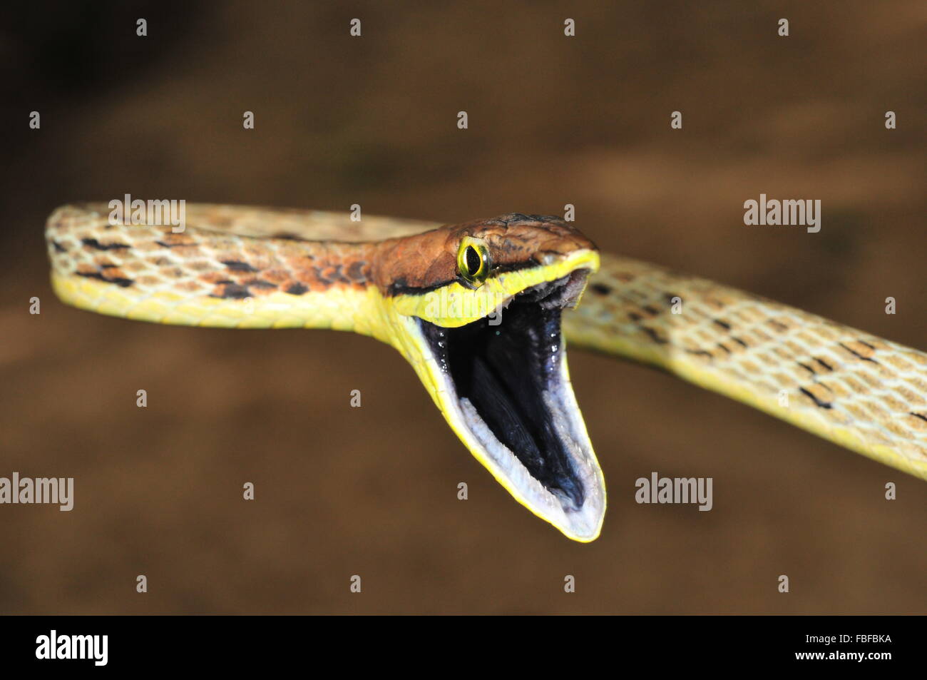 Snake Open Mouth Stock Photos & Snake Open Mouth Stock Images - Alamy