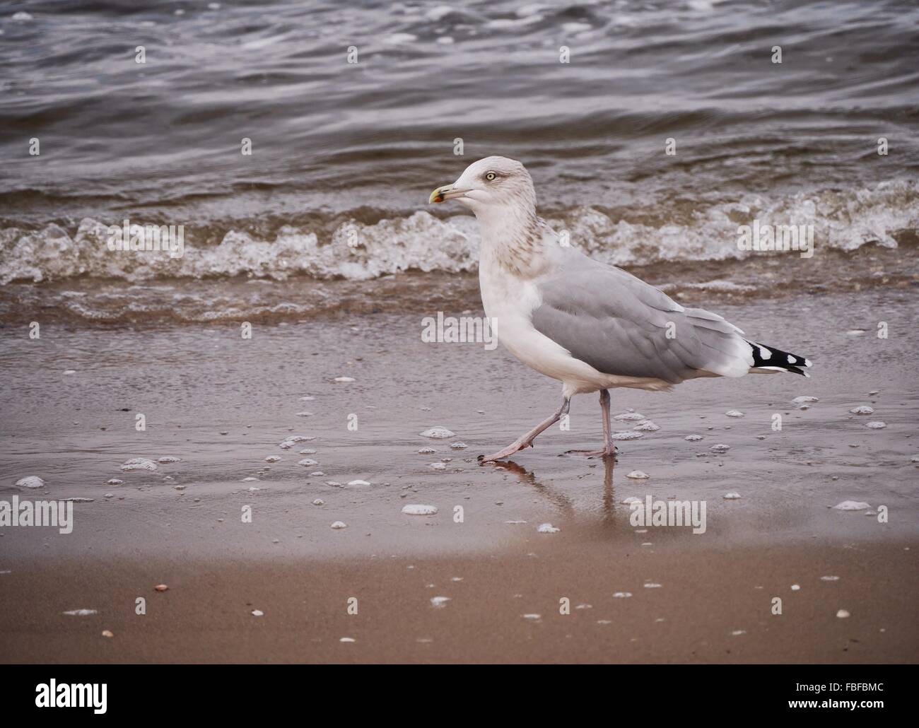 Side View Of Bird At Waters Edge Stock Photo - Alamy