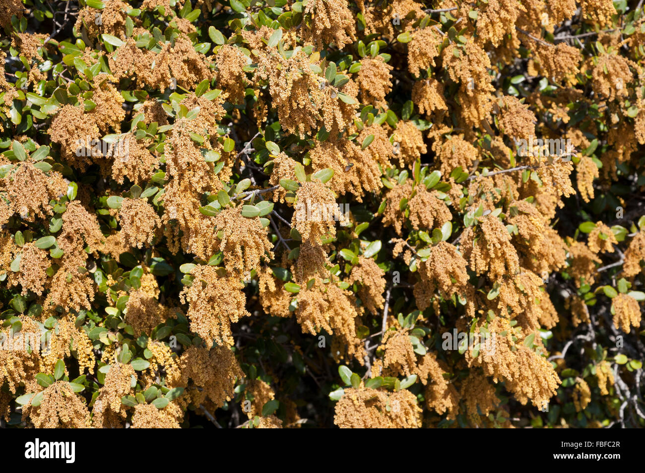 Male flowers of Holm Oak, Quercus ilex subsp. rotundifolia Stock Photo ...