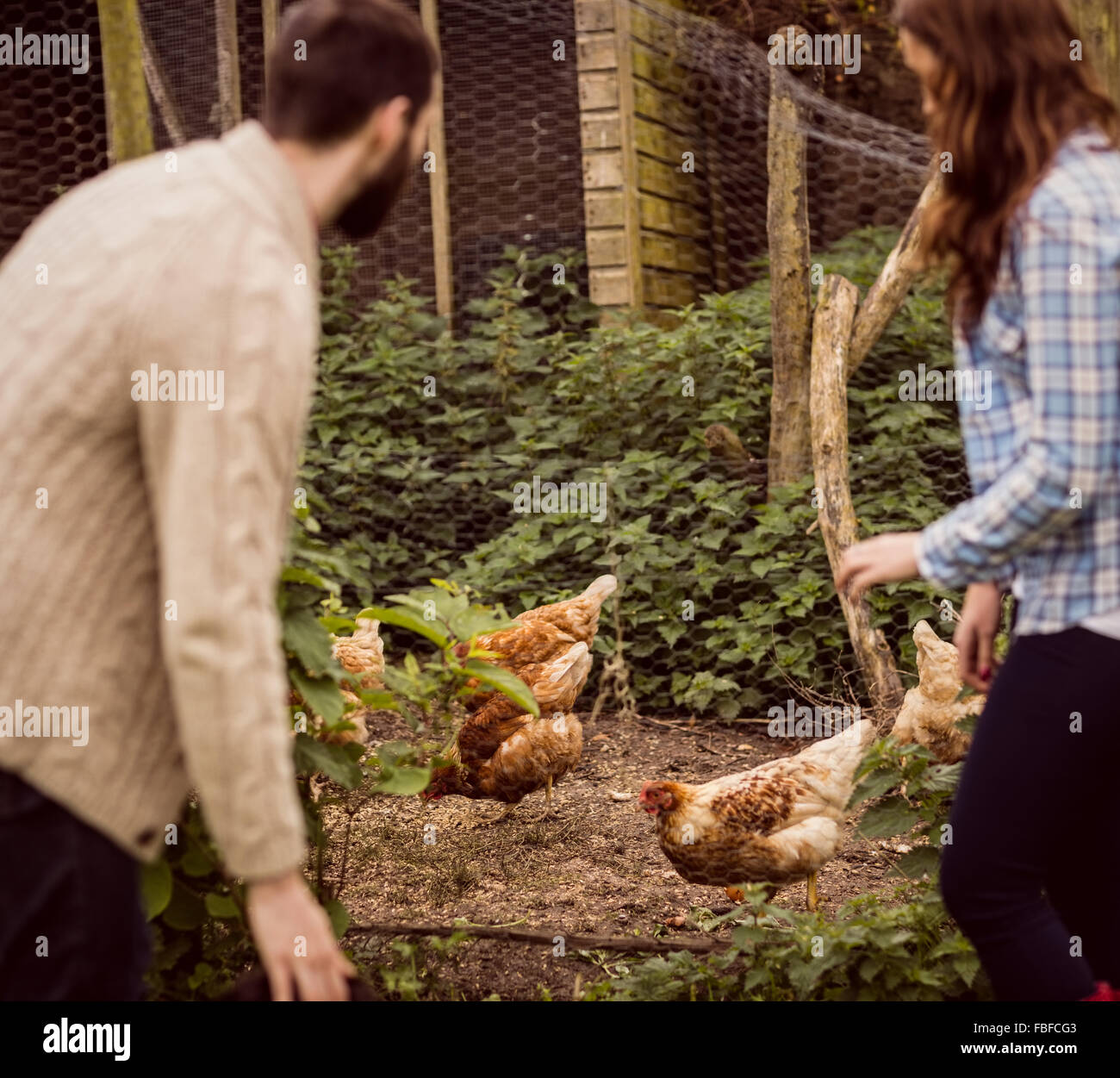 Couple feeding and looking at chicken Stock Photo - Alamy