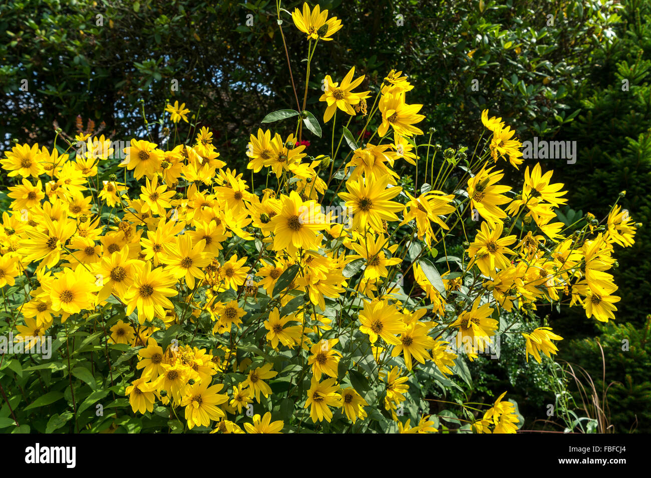 Yellow daises hi-res stock photography and images - Alamy