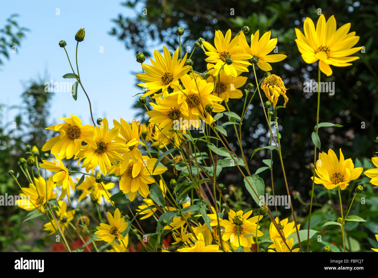 Yellow daises hi-res stock photography and images - Alamy