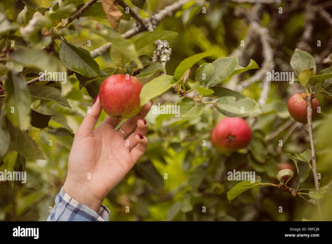 Woman touching apple tree Stock Photo - Alamy