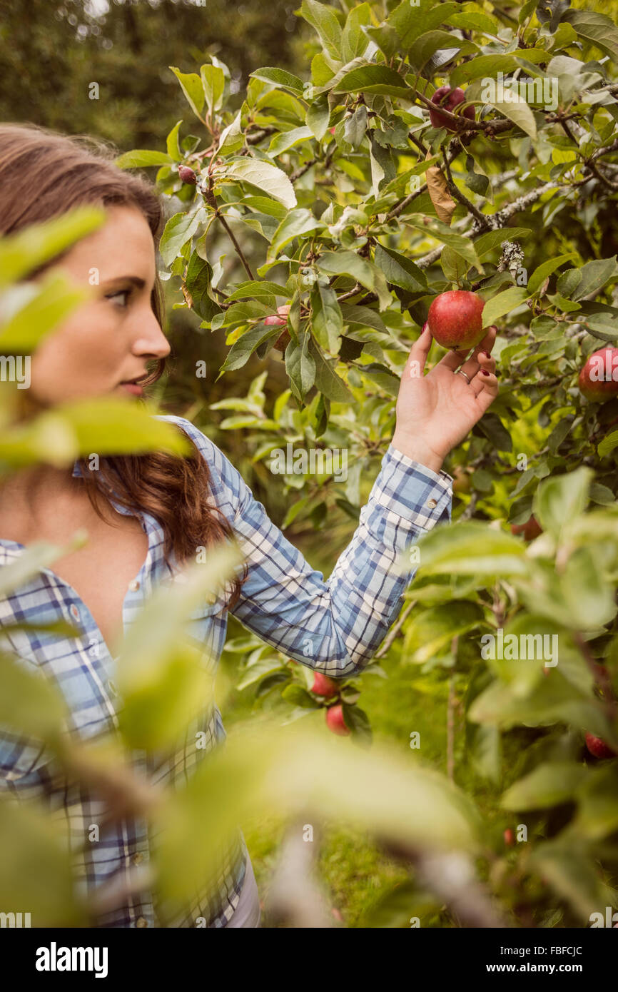 Looking at apple hi-res stock photography and images - Alamy