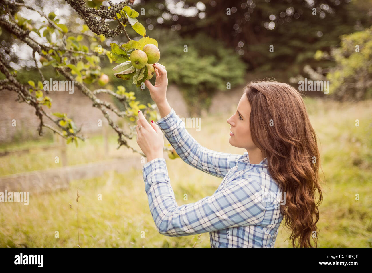 Farmer woman touching apple Stock Photo - Alamy
