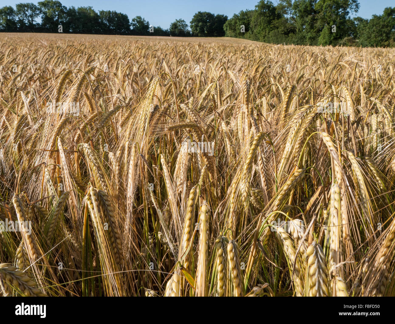 Ears of Barley ripening on a farm in England, UK Stock Photo - Alamy