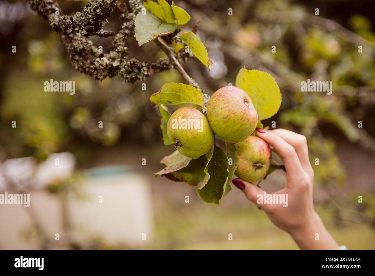 Woman touching apple tree Stock Photo - Alamy