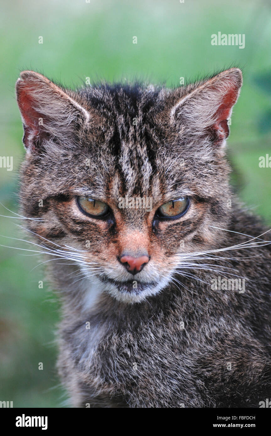 Steely eyes hi-res stock photography and images - Alamy